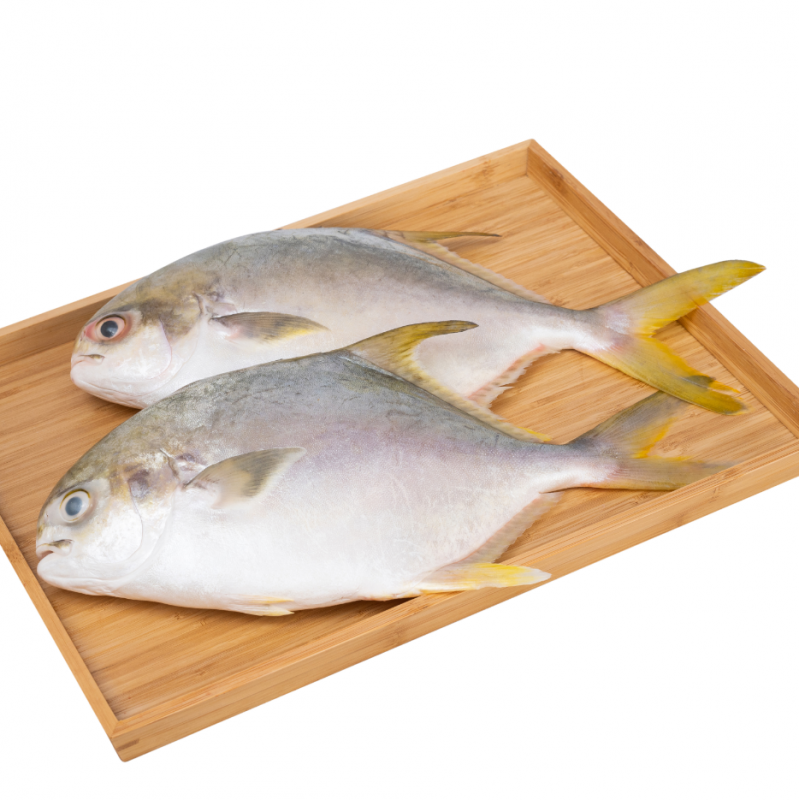 Golden Pomfret